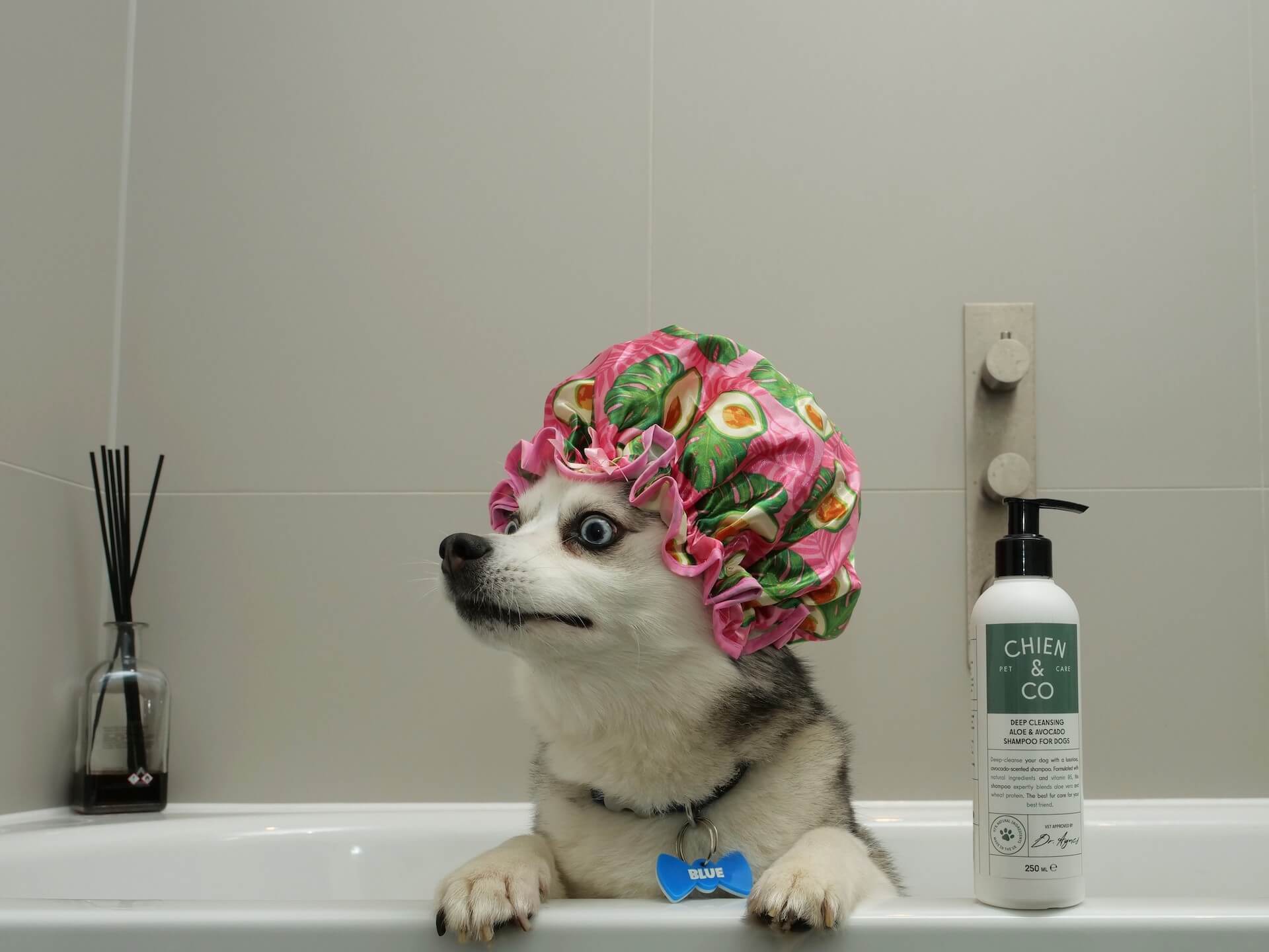 How to bath your dog - Chien & Co Pet Care
